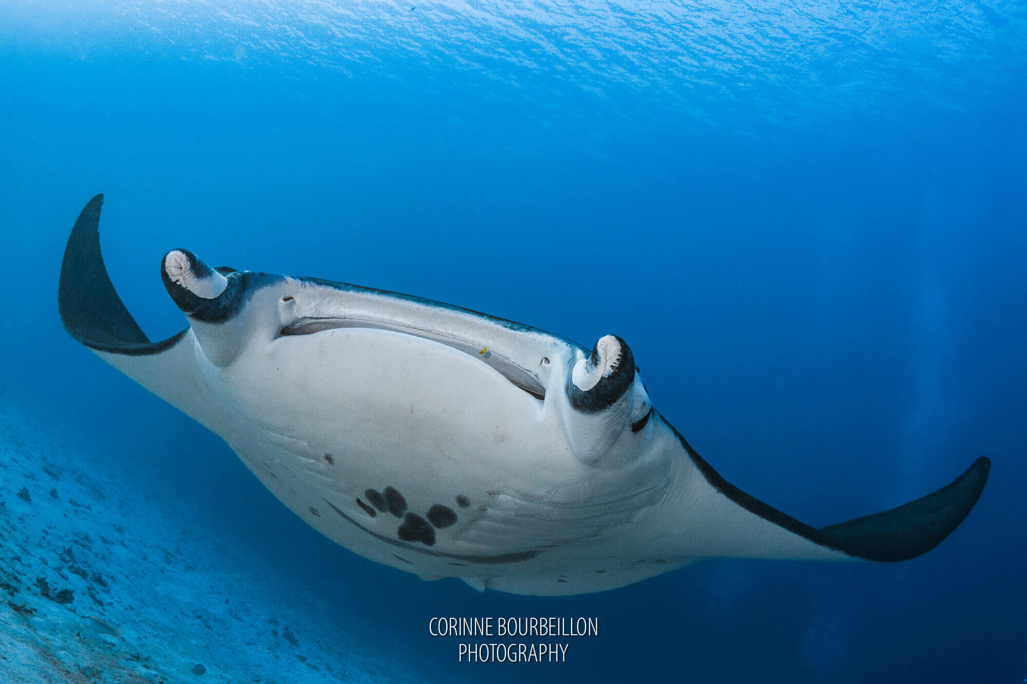 Raja Ampat Diving | Untouched Coral Reefs | Papua Diving