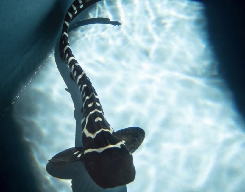 Zebra Shark: Raja Ampat's Gentle Giants